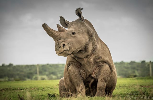Let’s Make Extinction Extinct! | VALLEY Magazine