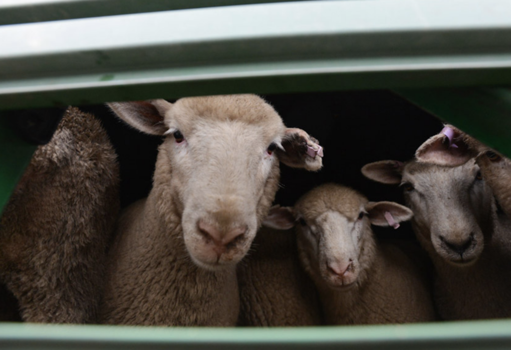 The Ugly Side of UGGs: Animal Cruelty Accusations | VALLEY Magazine