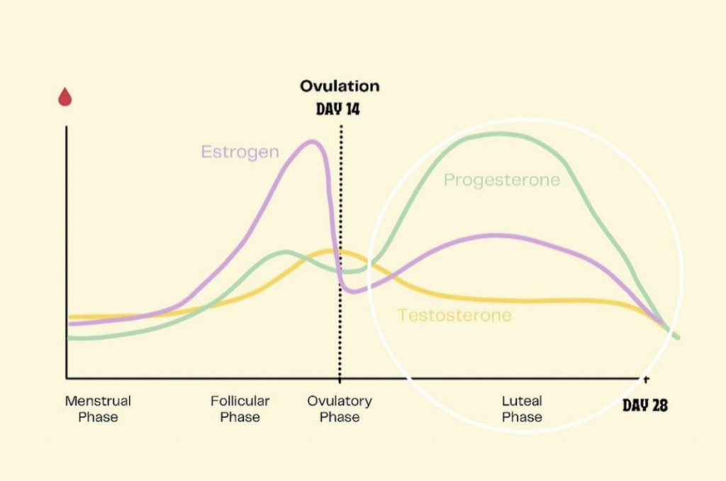 A Guide to Cyclical Living: Taking Care of Yourself According to Phases ...